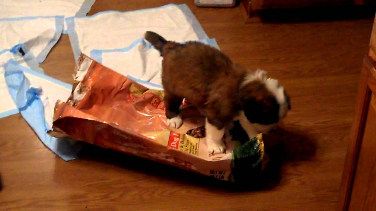 Baby Cujo - YouTube