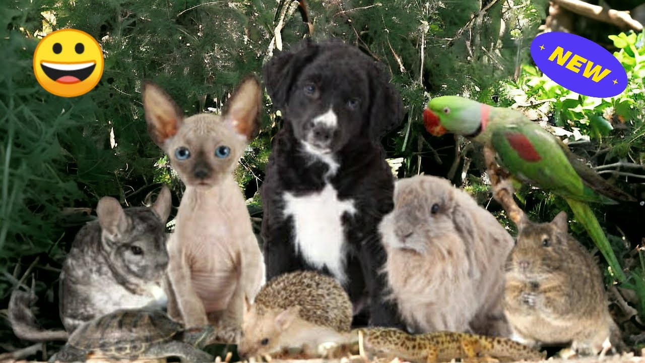 🔴Animal Antics😂The Craziest and Cutest Pet Moments😂 - YouTube