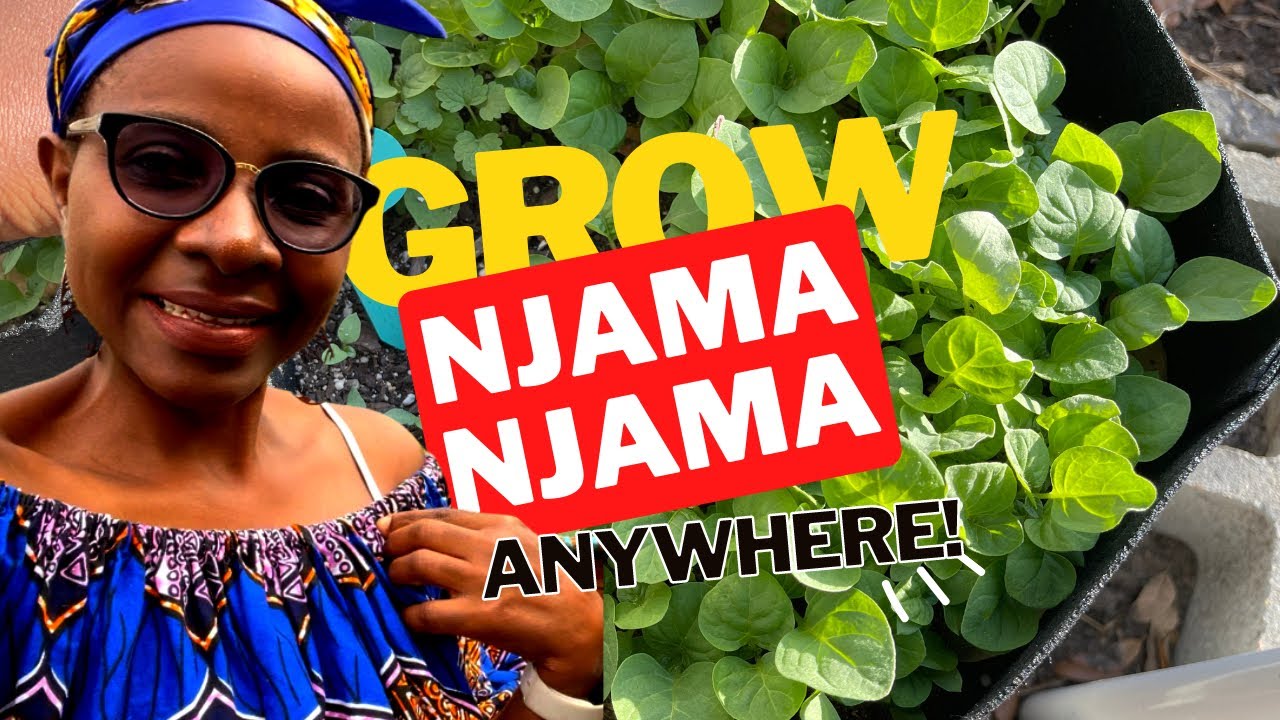 Unbelievable Results! Growing Njama Njama in Containers - What You Need ...