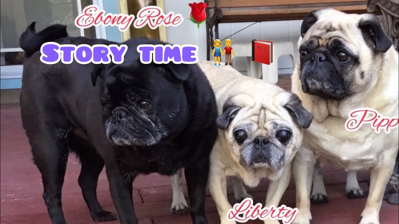 Pugs: 📚 Liberty 🌈🌟 “The Diaries of Liberty the Pug” True stories from ...