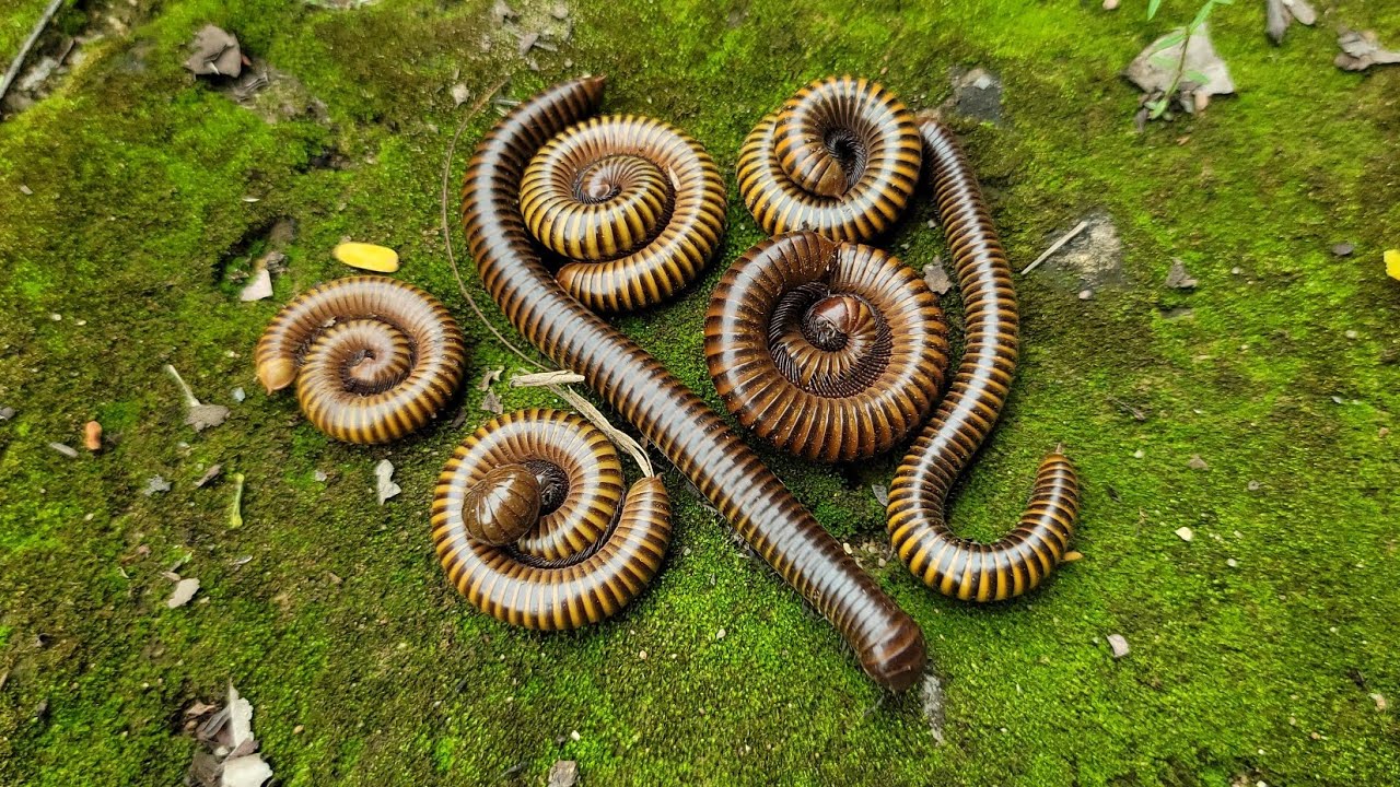 I Think I Love These Millipedes That Much!! - YouTube