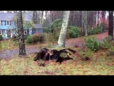 Trees Falling in Nature Compilation - YouTube
