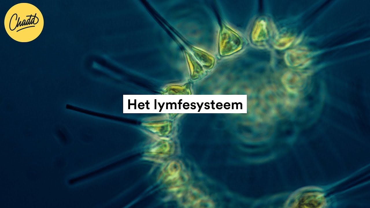 Het lymfesysteem - Mr. Chadd Academy - YouTube