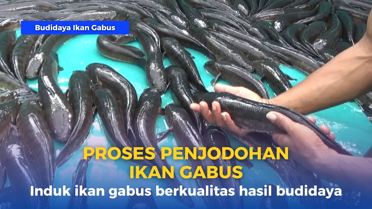 Proses penjodohan ikan gabus, Induk ikan gabus berkualitas hasil ...