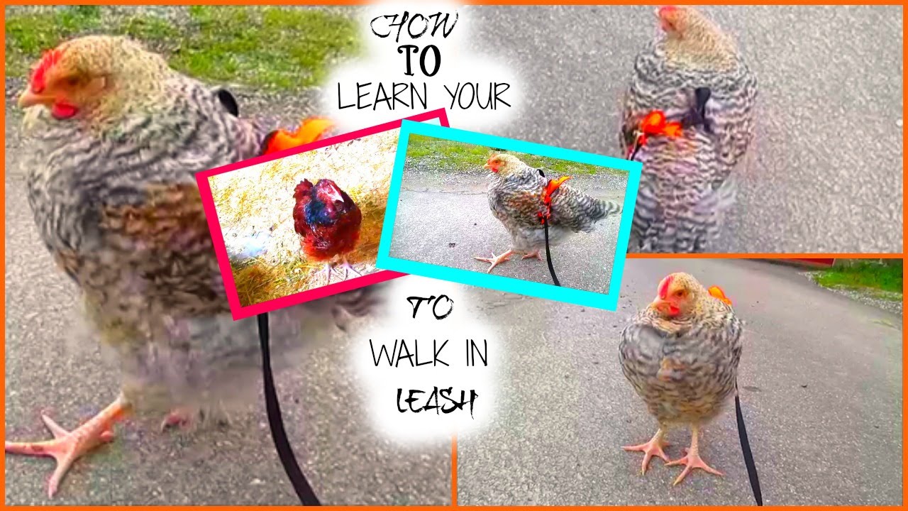 How to learn your chicken to walk in leash ,Gizmo and Wyatt - YouTube