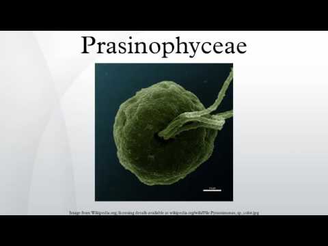 Prasinophyceae - Alchetron, The Free Social Encyclopedia