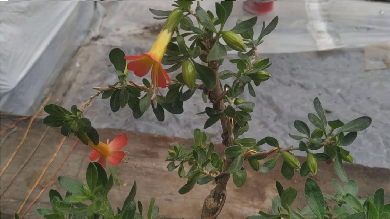 Nunca antes visto¡¡¡ un bonsai de Kantuta Cantua buxifolia - YouTube