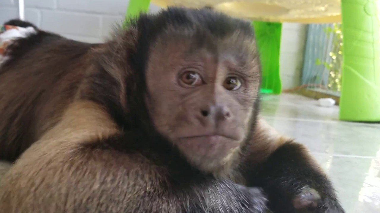 Monkey Just Chillin' - YouTube