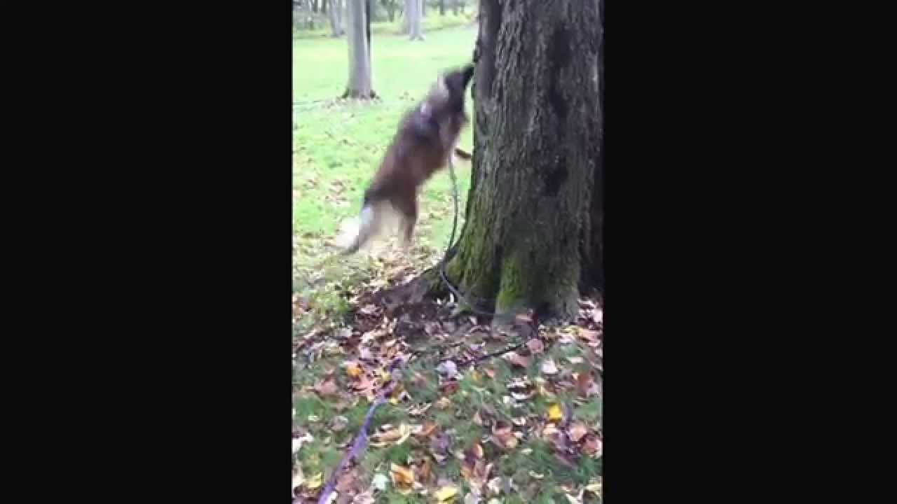 Squirrel-Chasing - YouTube