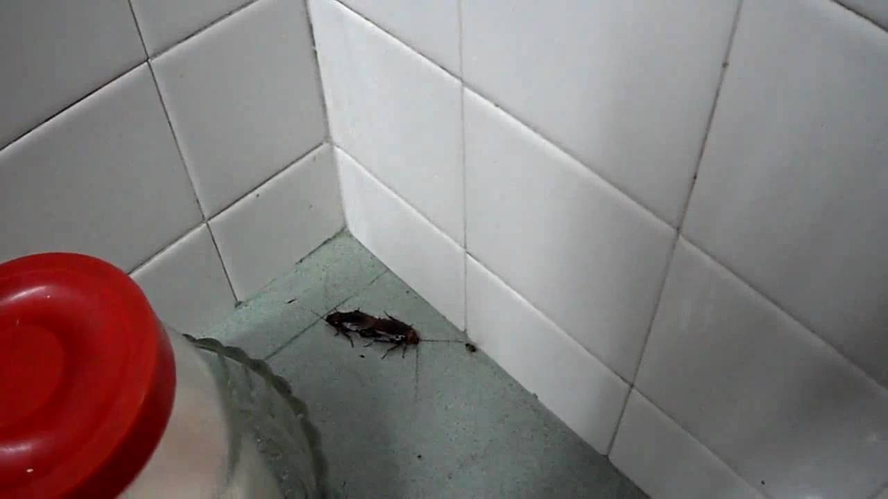 Poor baby cockroach chased by mating parents - YouTube