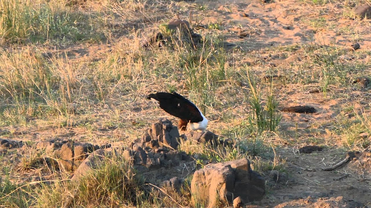 Fish Eagle eating Steenbok - YouTube