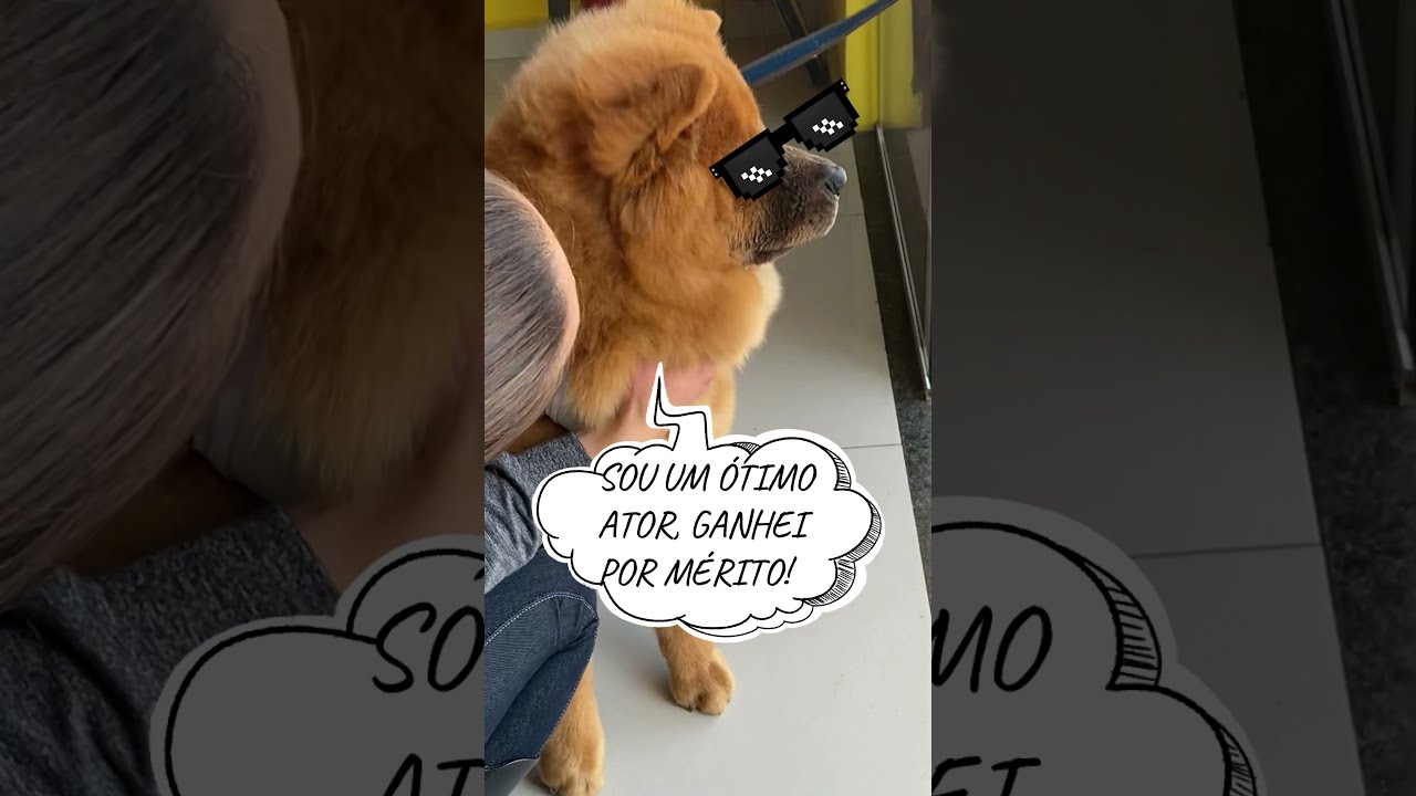 ATAQUE CHOW CHOW - YouTube