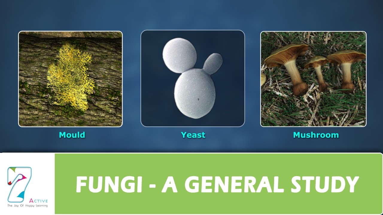 FUNGI - A GENERAL STUDY - YouTube