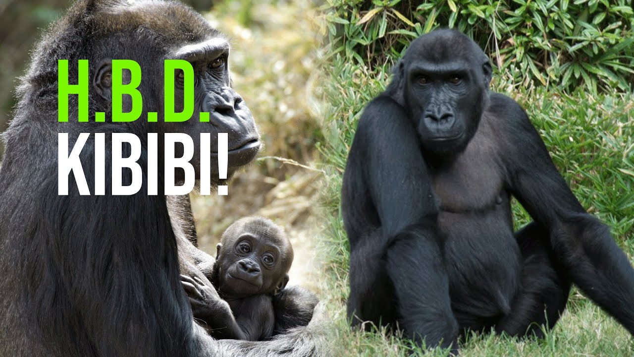 Happy Birthday Kibibi! - YouTube