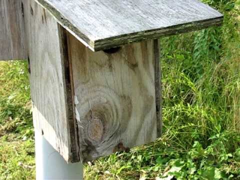 Bluebirds and Tree Swallows nesting together in paired boxes - YouTube