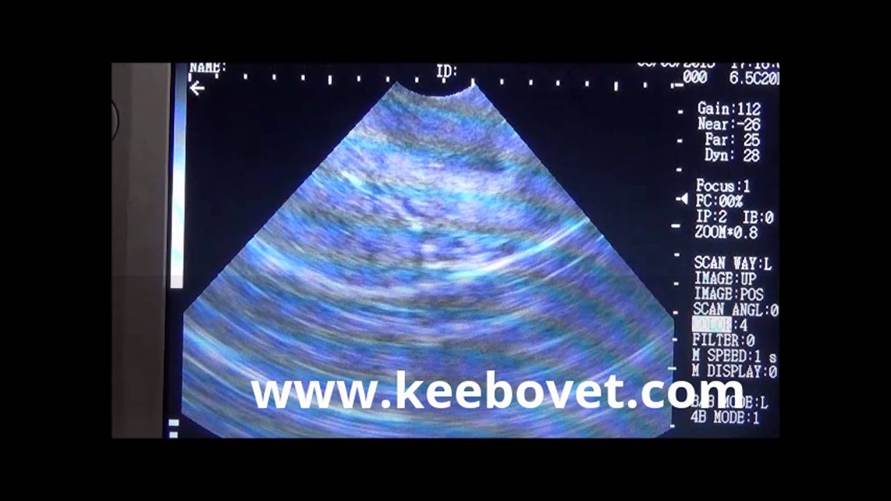 Ultrasound Examination of Cow, Cattle, Bovine, Uterus, Womb 120 Days ...