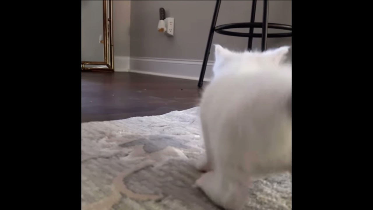 Cat shaking its bum - YouTube