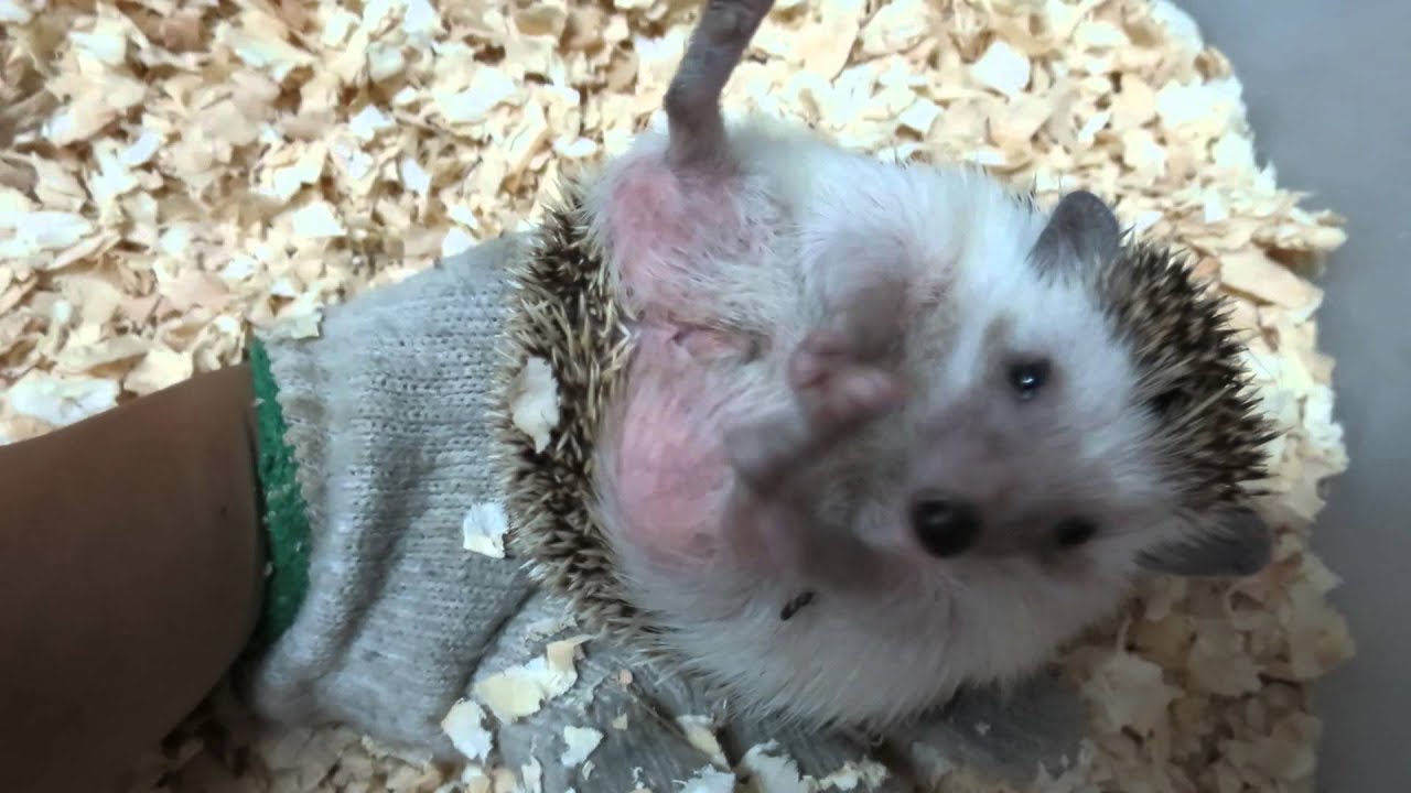 Obese Hedgehog