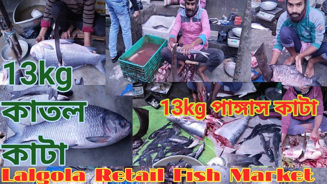 13kg কাতল কাটা😱13kg লালগোলা পদ্মার পাঙ্গাস দেখুন কি হারে মাছ বিক্রি হয় ...