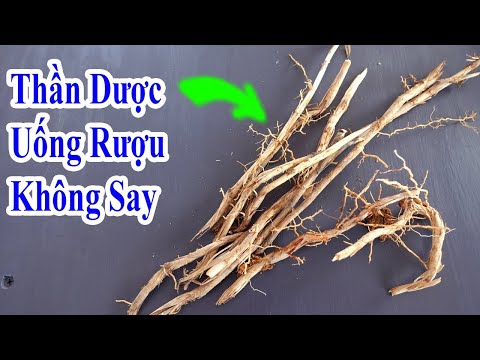Nếu đã ăn loại cây này thì TẾT UỐNG RƯỢU KHÔNG SỢ SAY nữa, cách uống rượu KHÔNG SAY HIỆU QUẢ NHẤT