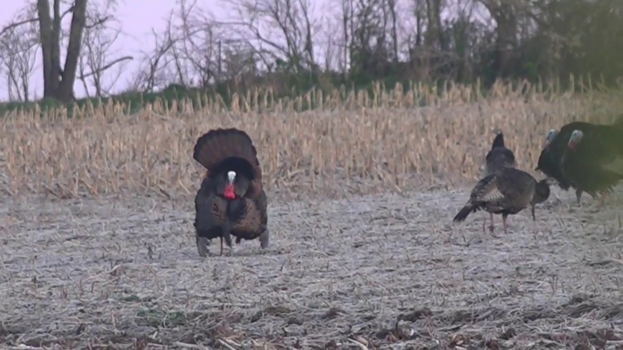 Wisconsin Turkey Kill, 3rd Season 2017 - YouTube