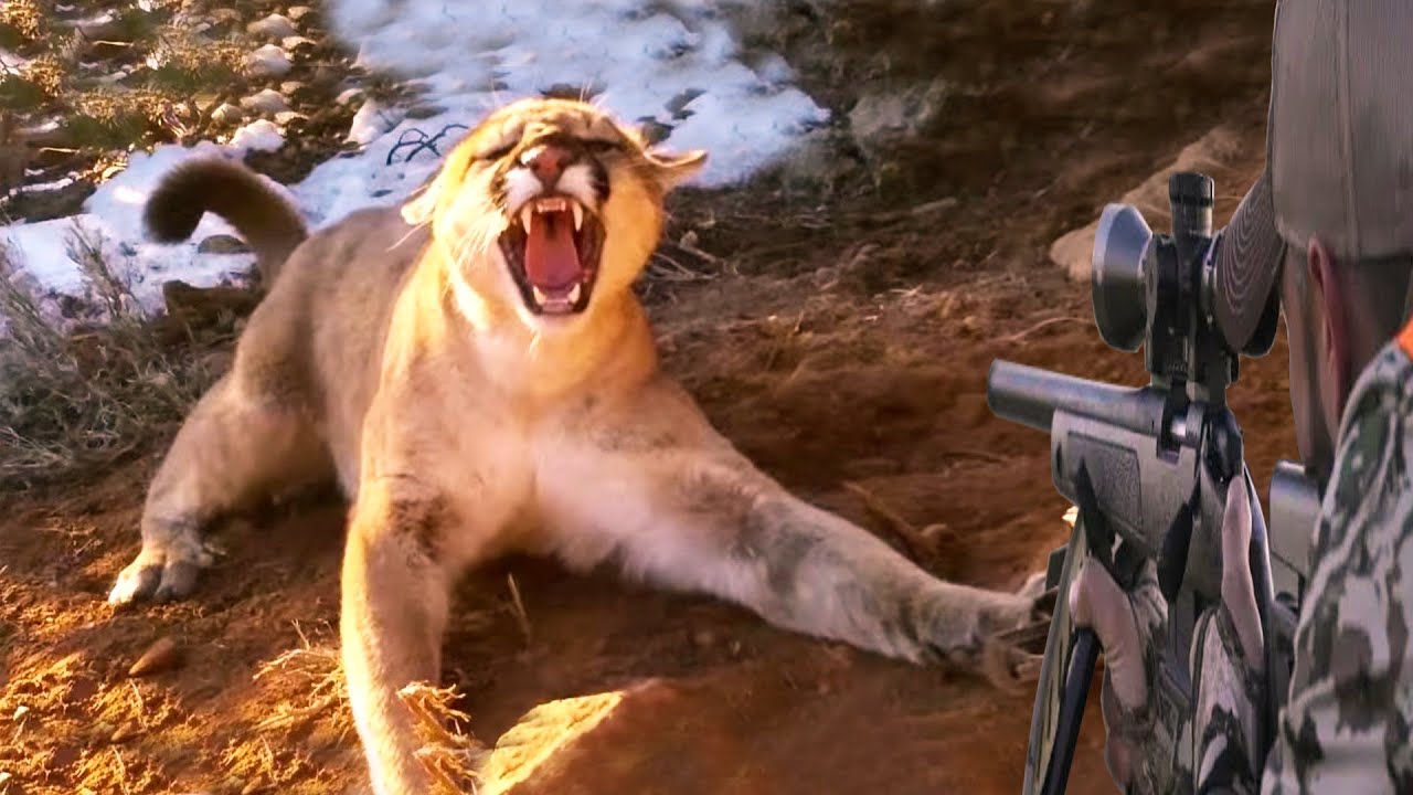 Hunting the king of predators in America and Canada (the legendary ...