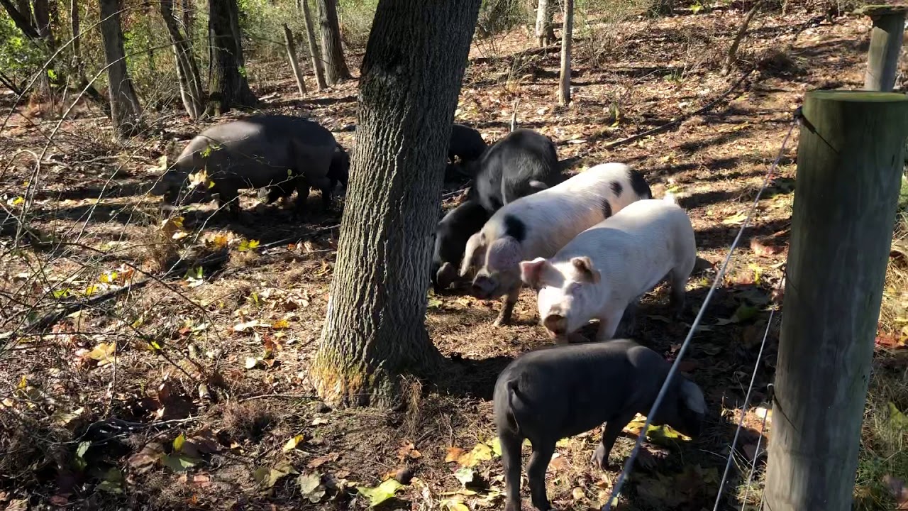 Pigs eating black walnuts - YouTube