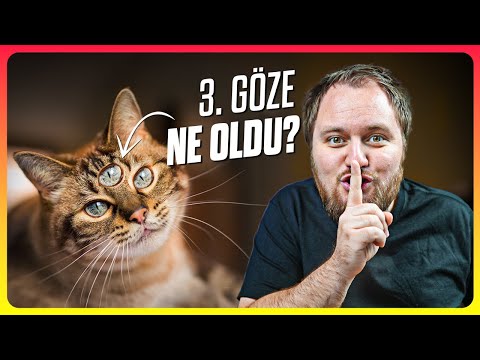 Hayvanlardaki Körelmiş Organlardan Kaçını Gördünüz?