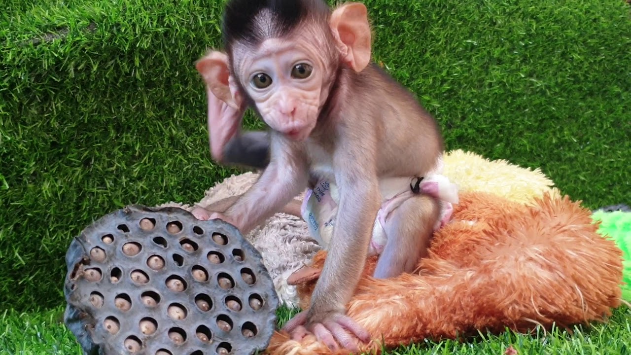 A little Cute Baby Lori Monkey check lotus seed to eat & play - YouTube