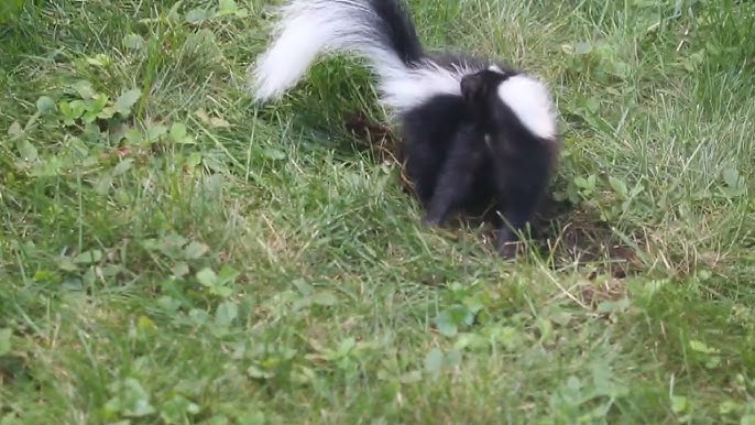 Skunk Poop