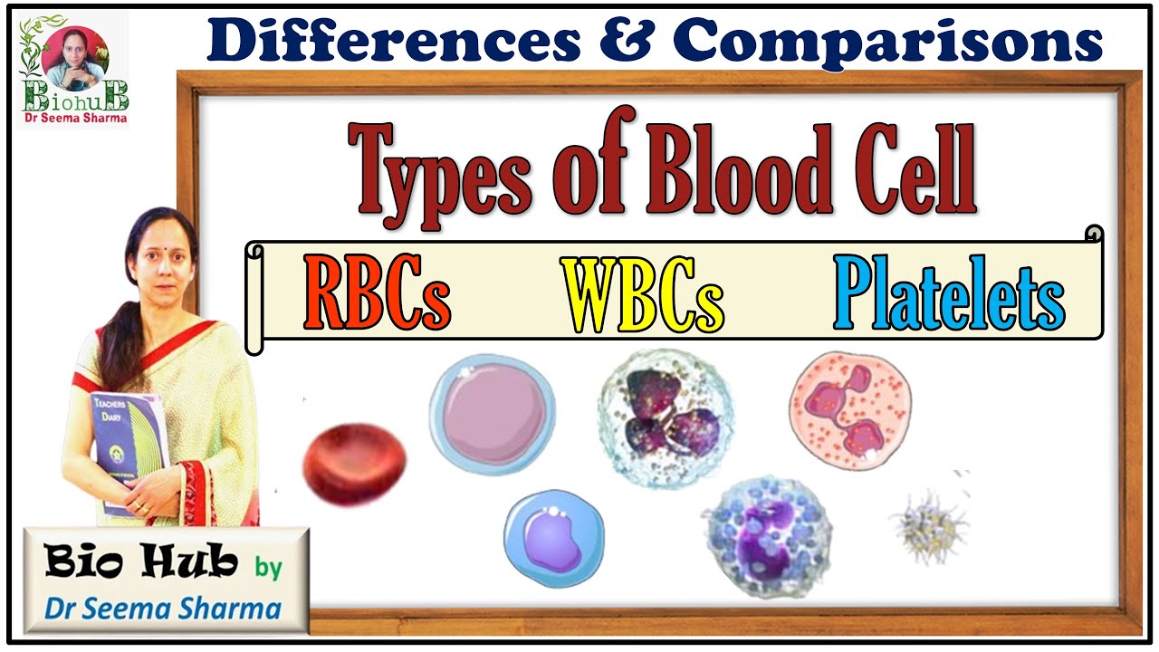 Types of Blood Cell : RBCs, WBCs, and Platelets - YouTube