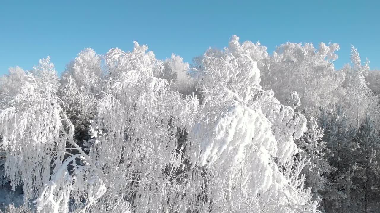 White Forest Stock Video - YouTube