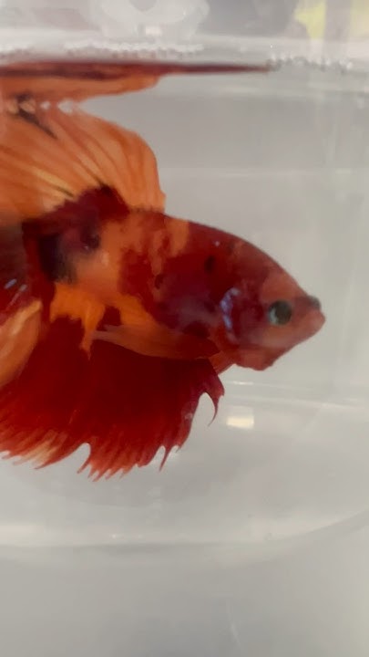 Siamese Fighting Betta Fish… TANGERINE KOI MALE BETTA… One Of The Most Beautiful Fish In The ...