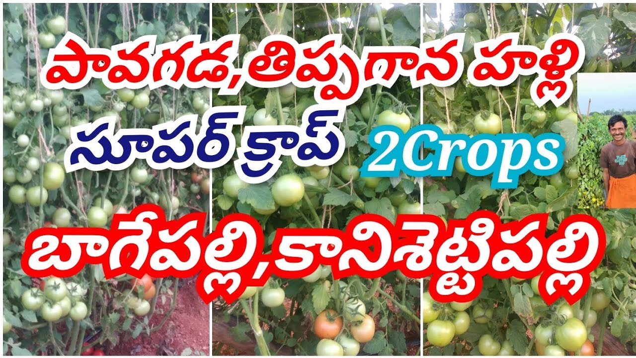 2024 new tomato crops information/tomato crops/today tomato market ...