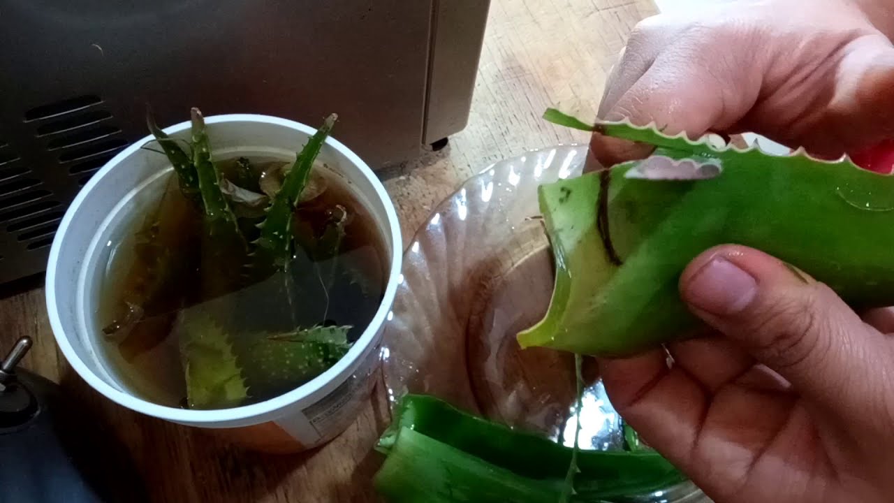 #ALOE ¿ como extraigo Aloe de mi penca de sábila ? - YouTube