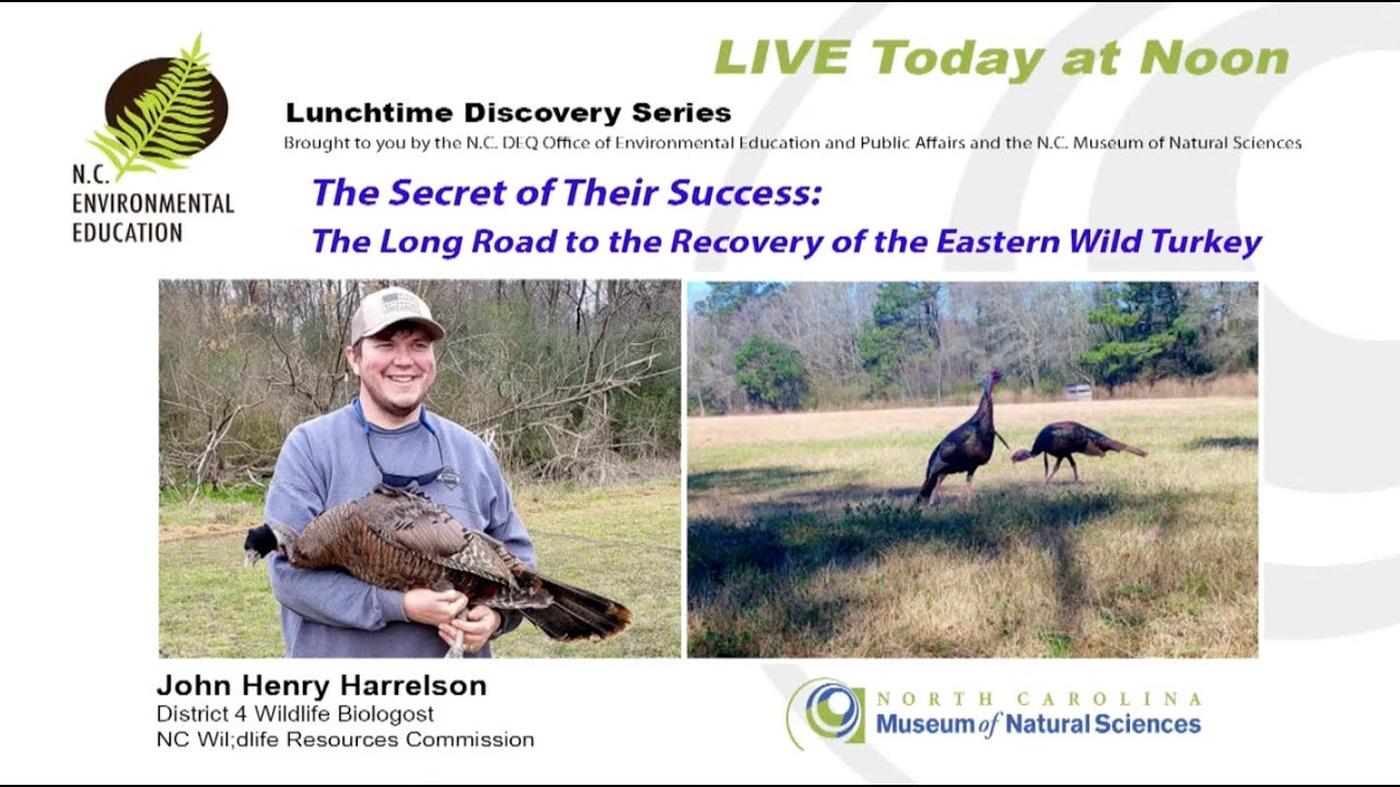 Lunchtime Discovery: The Long Road to Recovery of the Eastern Wild ...