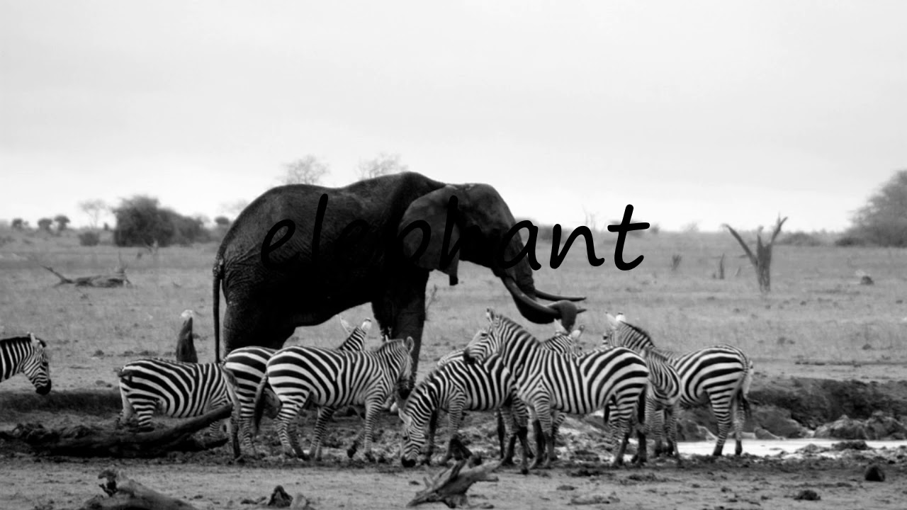 How to say elephant in English? - YouTube