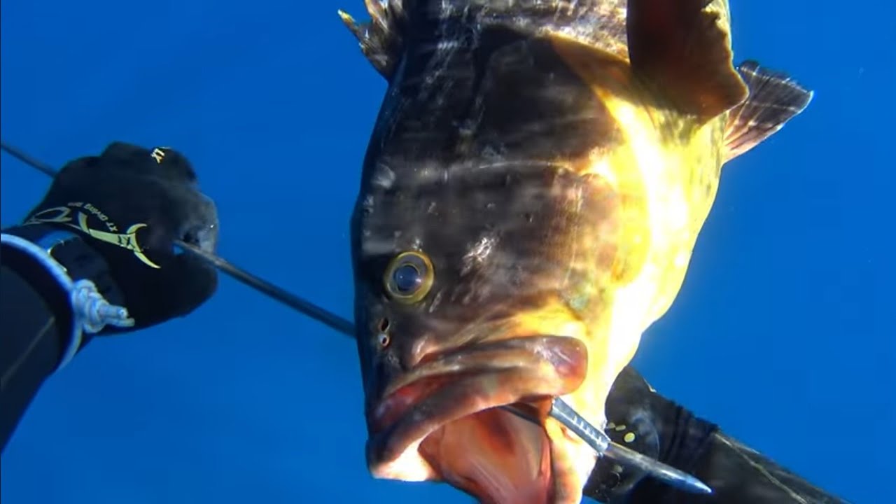 🔱ΨΑΡΟΝΤΟΥΦΕΚΟ Η ΔΕΥΤΕΡΗ ΕΥΚΑΙΡΙΑ🔱SPEARFISHING THE SECOND CHANGE🔱 ...