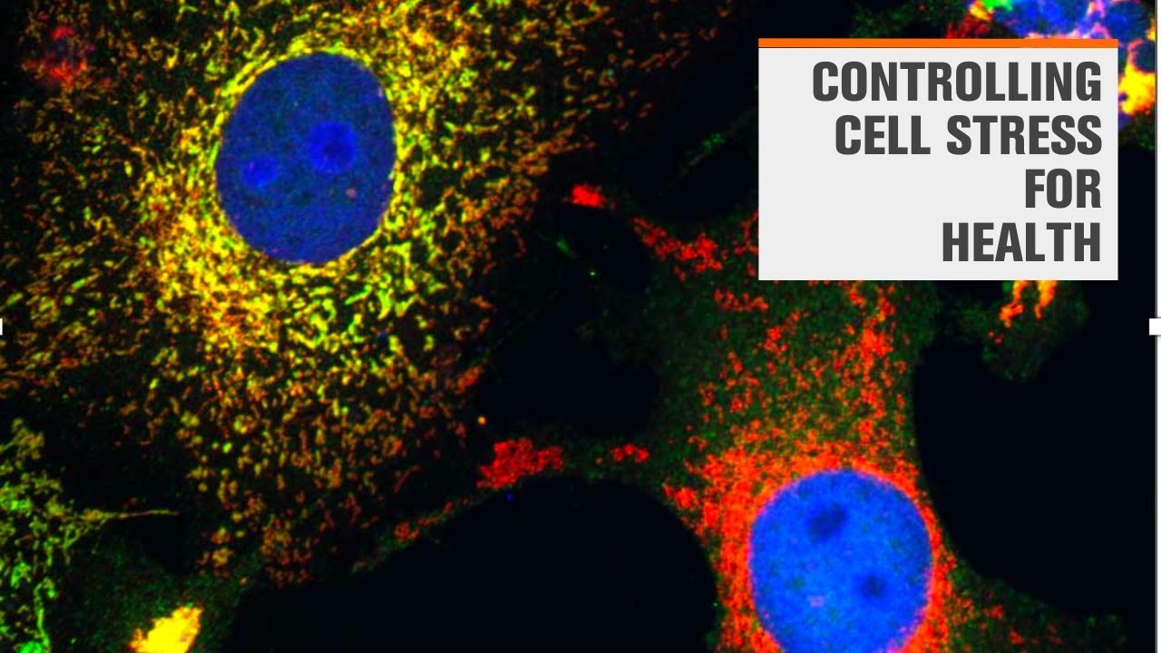 Curbing the cell stress response: a new frontier in inflammation ...