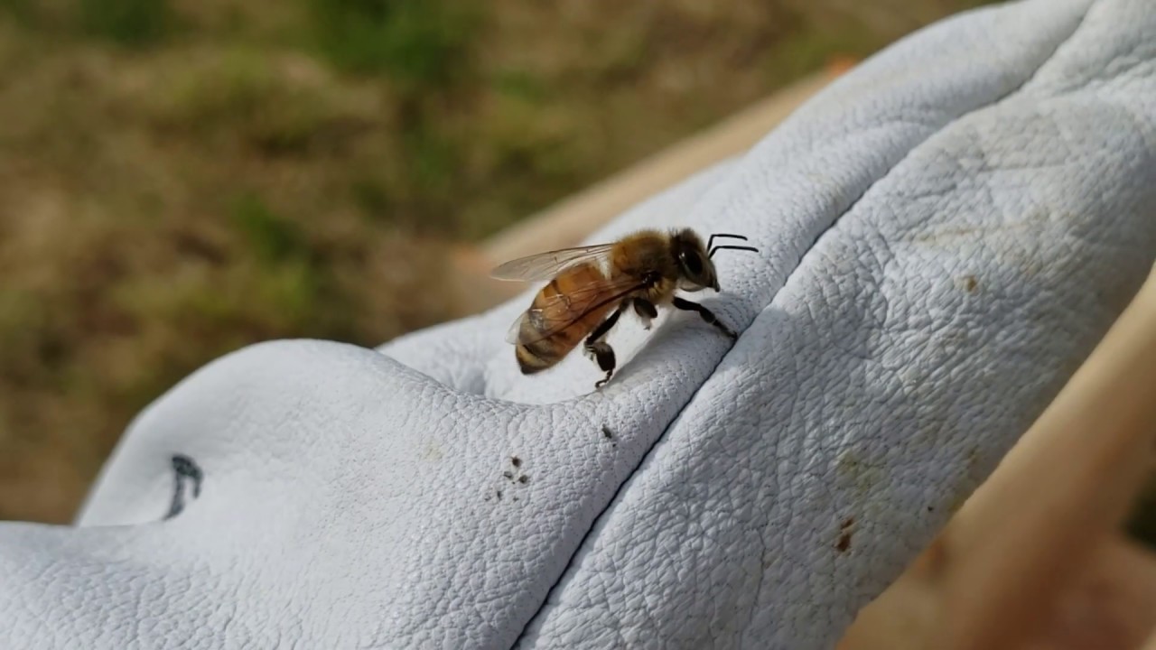 Setting up for a new batch of bees - YouTube