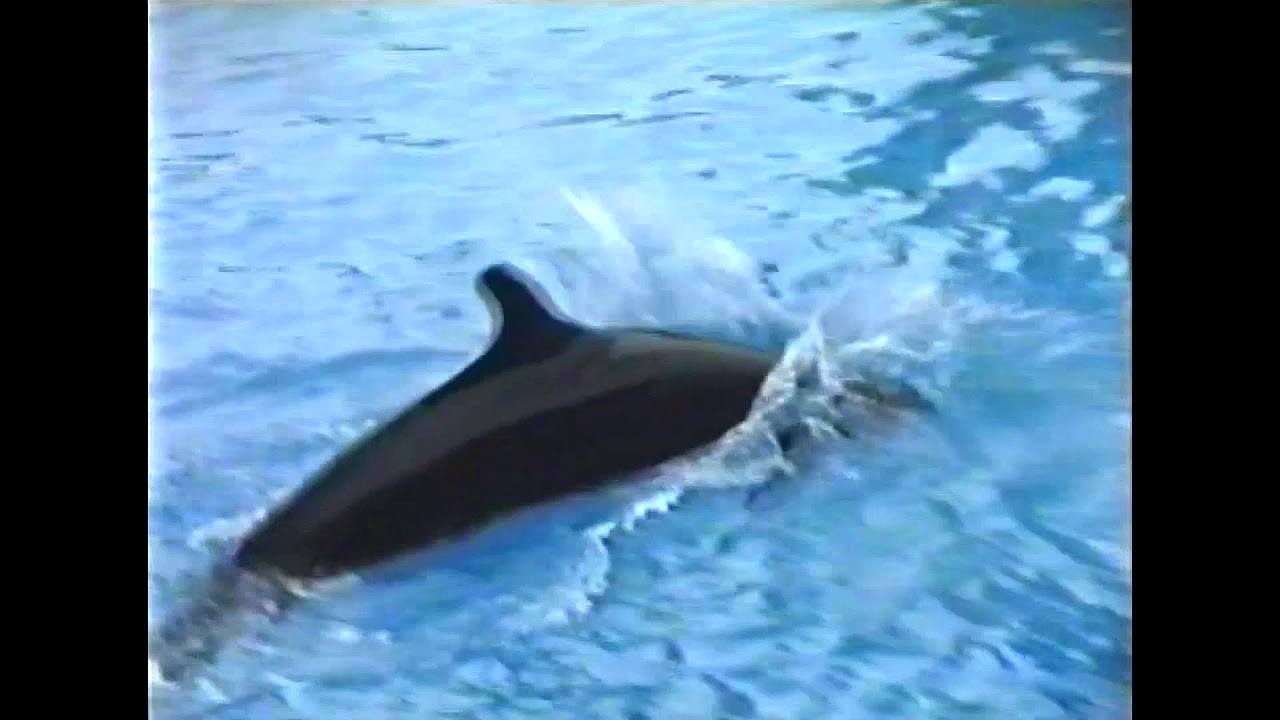 Dolphin Show at Seaworld Orlando Florida 1993 | VHS Video - YouTube