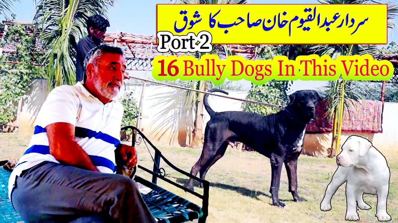 Best of Pakistan Bully 16 Dogs In Karachi of Sardar Qayyum Khan By ...