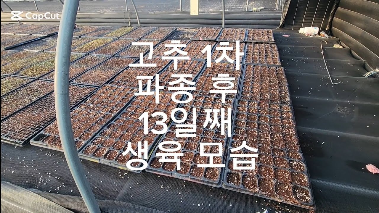 손범규농합육묘장고추대파상추 야콘외1차파종후13일째 생육모습 250213목경남거창가조장기 고추파종 폴리아민고추파종