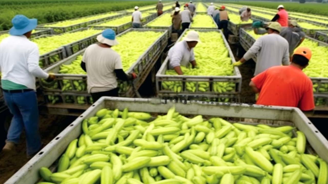 How Do FLORIDA Farmers Use 9,7 Million Acres Of Farmland - American ...