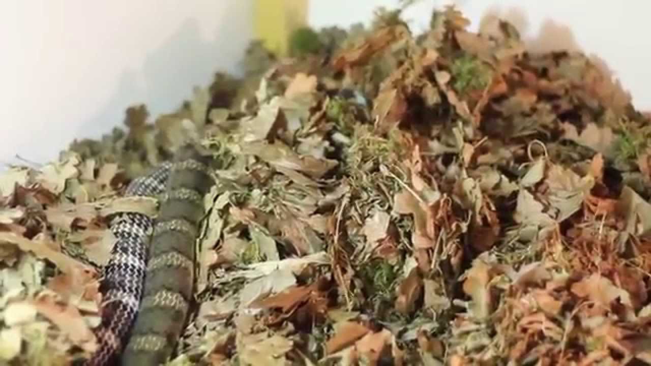 King cobra building the nest - YouTube