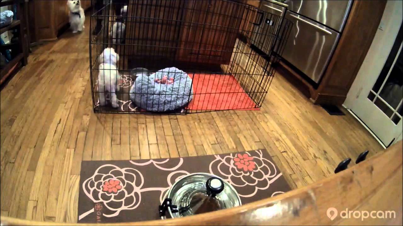 Spider Monkey's crate rest - YouTube