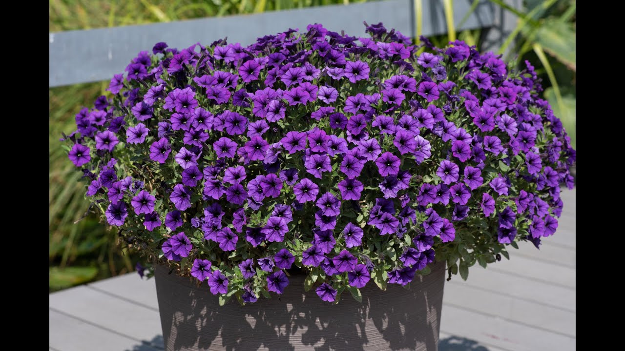 Petunia Vivini - YouTube