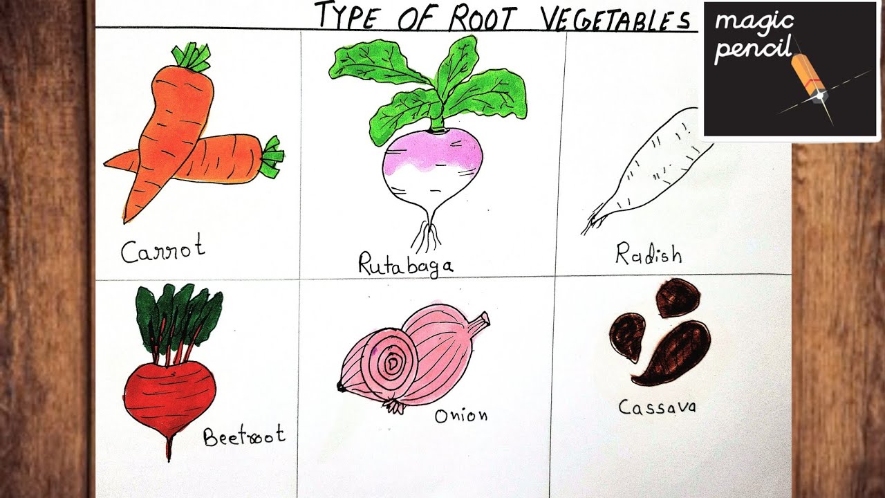 |How to draw Easy Root vegetables drawing with pencil|simple roots ...