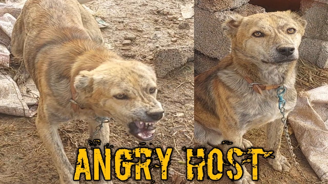 The Angry Host | Beautiful Dog | Animal Planet - YouTube