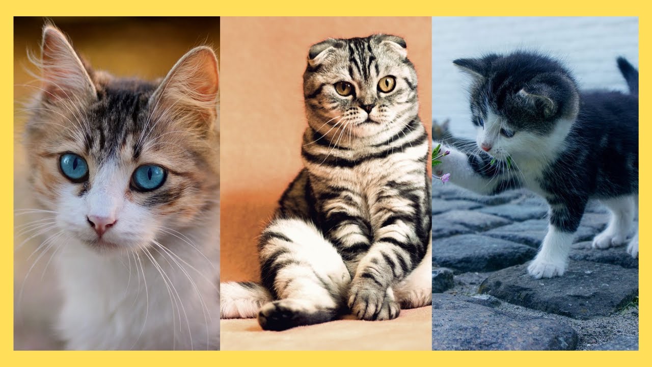 Baby Cats - Cute and Funny Cat Videos Compilation, Funniest Cats - YouTube